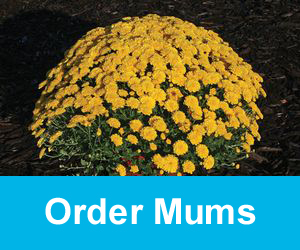 Mums Button